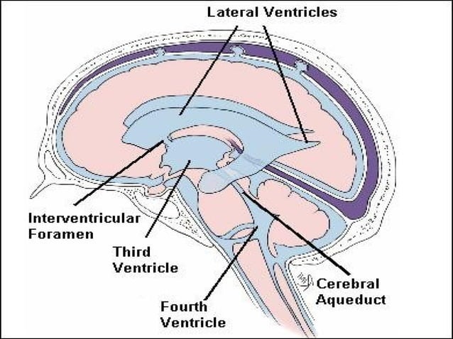 Radiological anatomy & Techniques of the Ventricular system | PPT | Brain and Nervous System ...