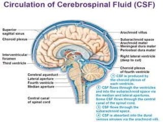 Radiological anatomy & Techniques of the Ventricular system | PPT