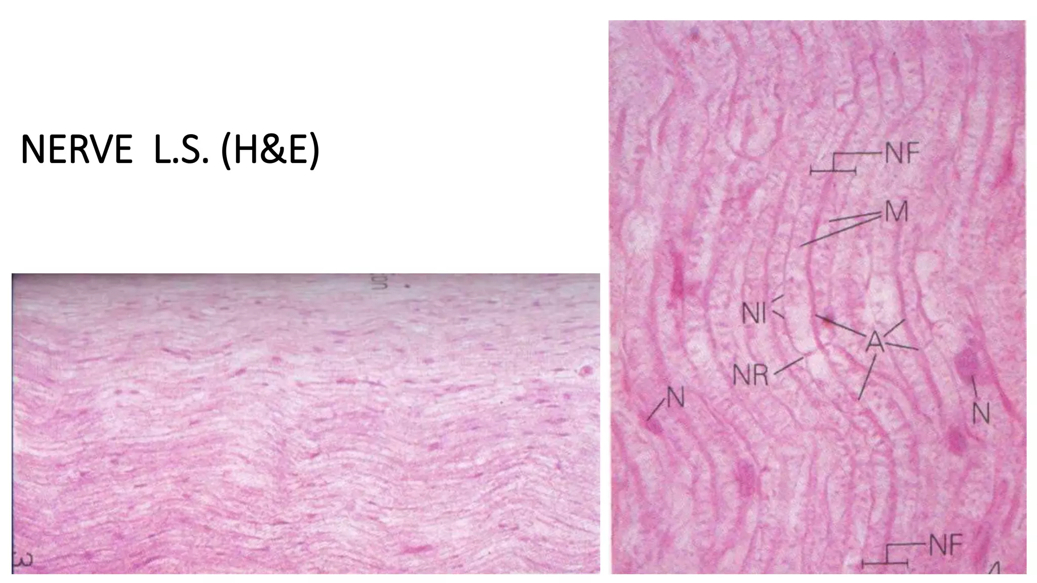 5.a.nervous tissue | PPTX