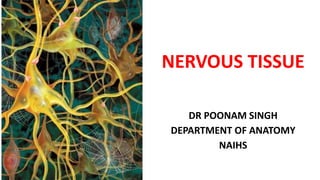 5.a.nervous tissue | PPT