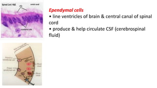 5.a.nervous tissue | PPTX