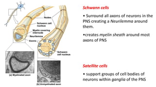 5.a.nervous tissue | PPTX