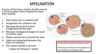 5.a.nervous tissue | PPT
