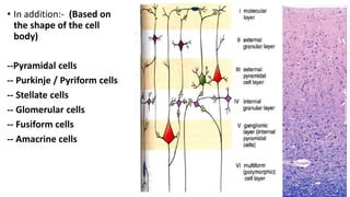5.a.nervous tissue | PPT