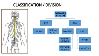5.a.nervous tissue | PPT