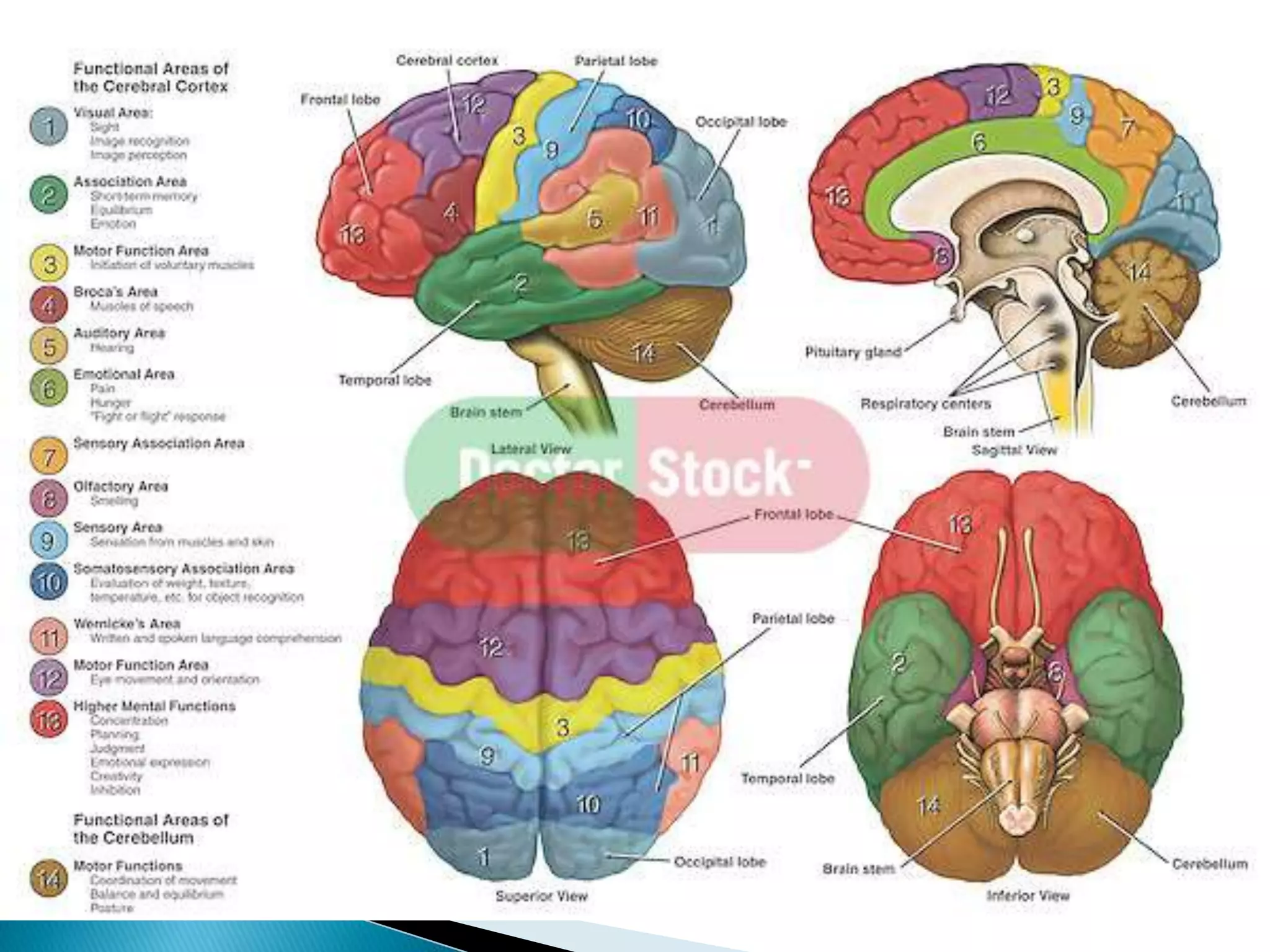 Lokalizacija mozdanih funkcija | PPT