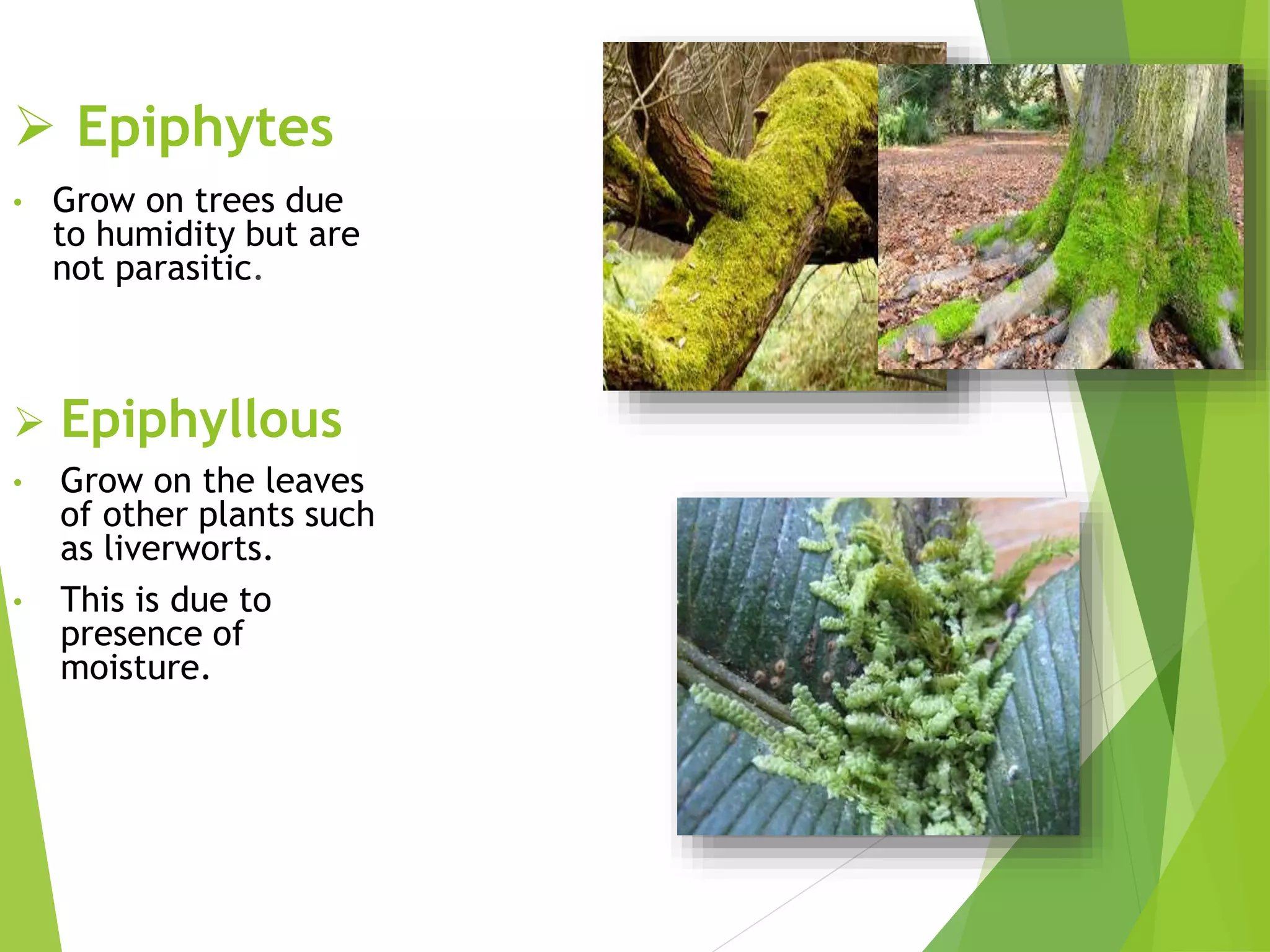 Bryophytes,the primitive land dwellers of the plant world | PPTX