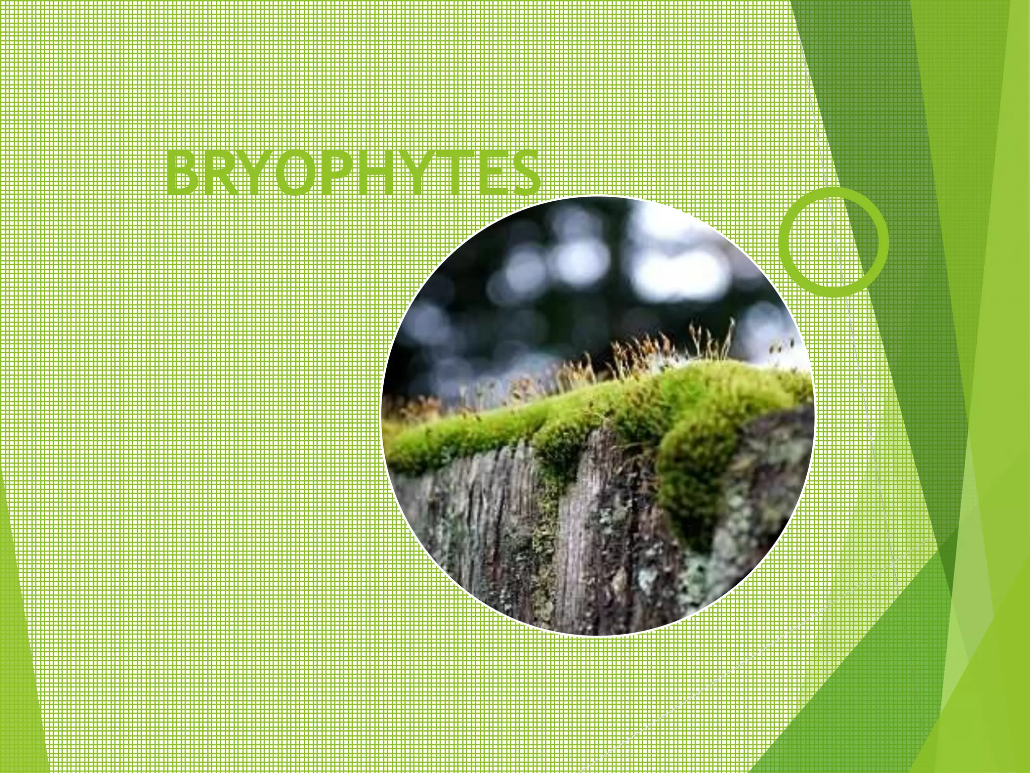 Bryophytes,the primitive land dwellers of the plant world | PPTX