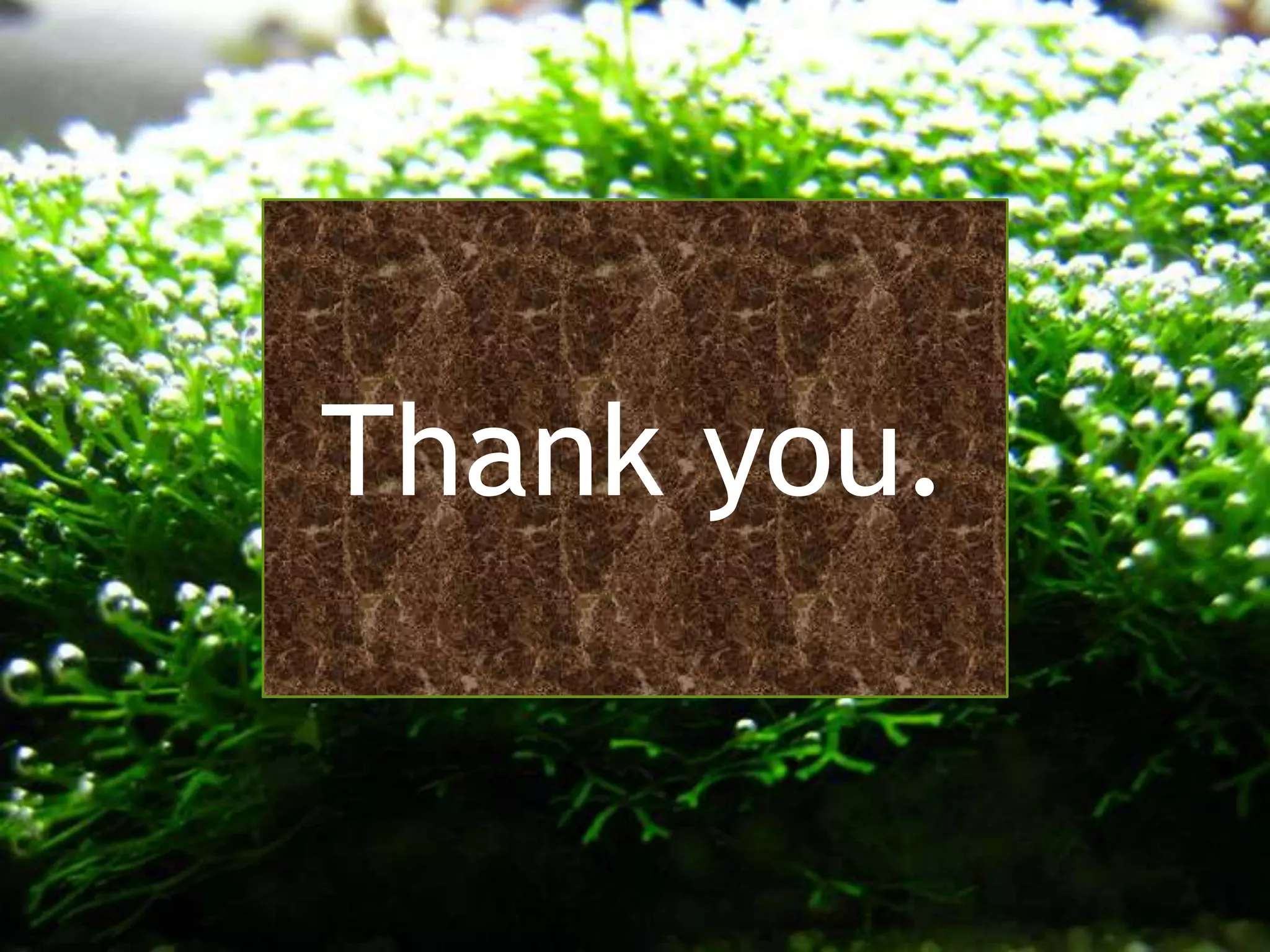 Bryophytes,the primitive land dwellers of the plant world | PPTX