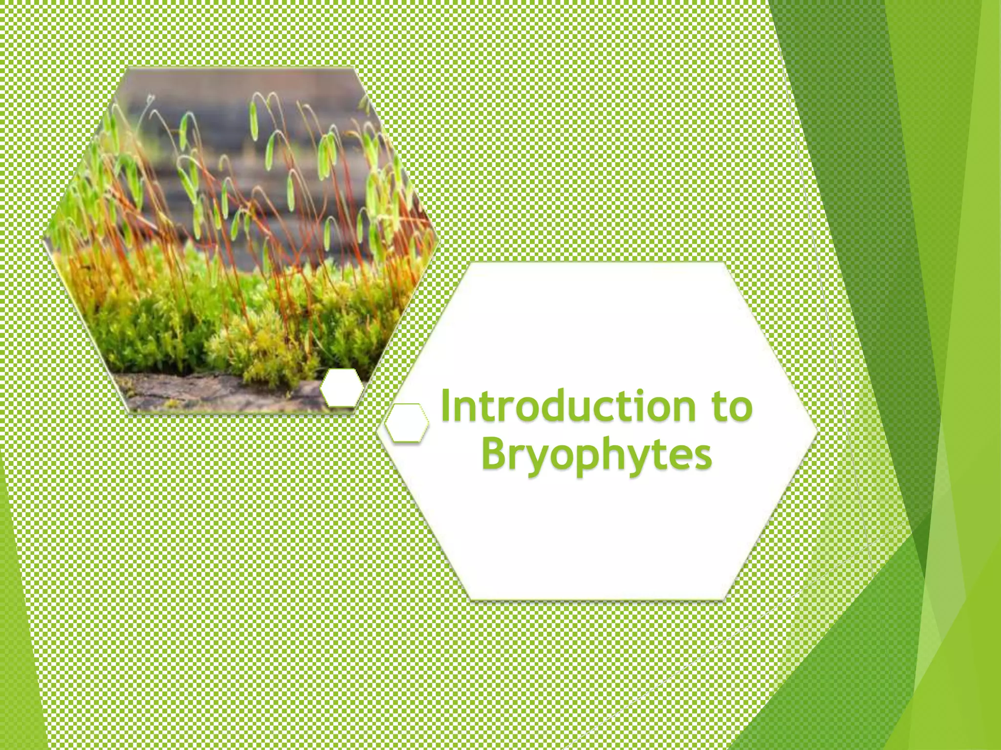 Bryophytes,the primitive land dwellers of the plant world | PPTX