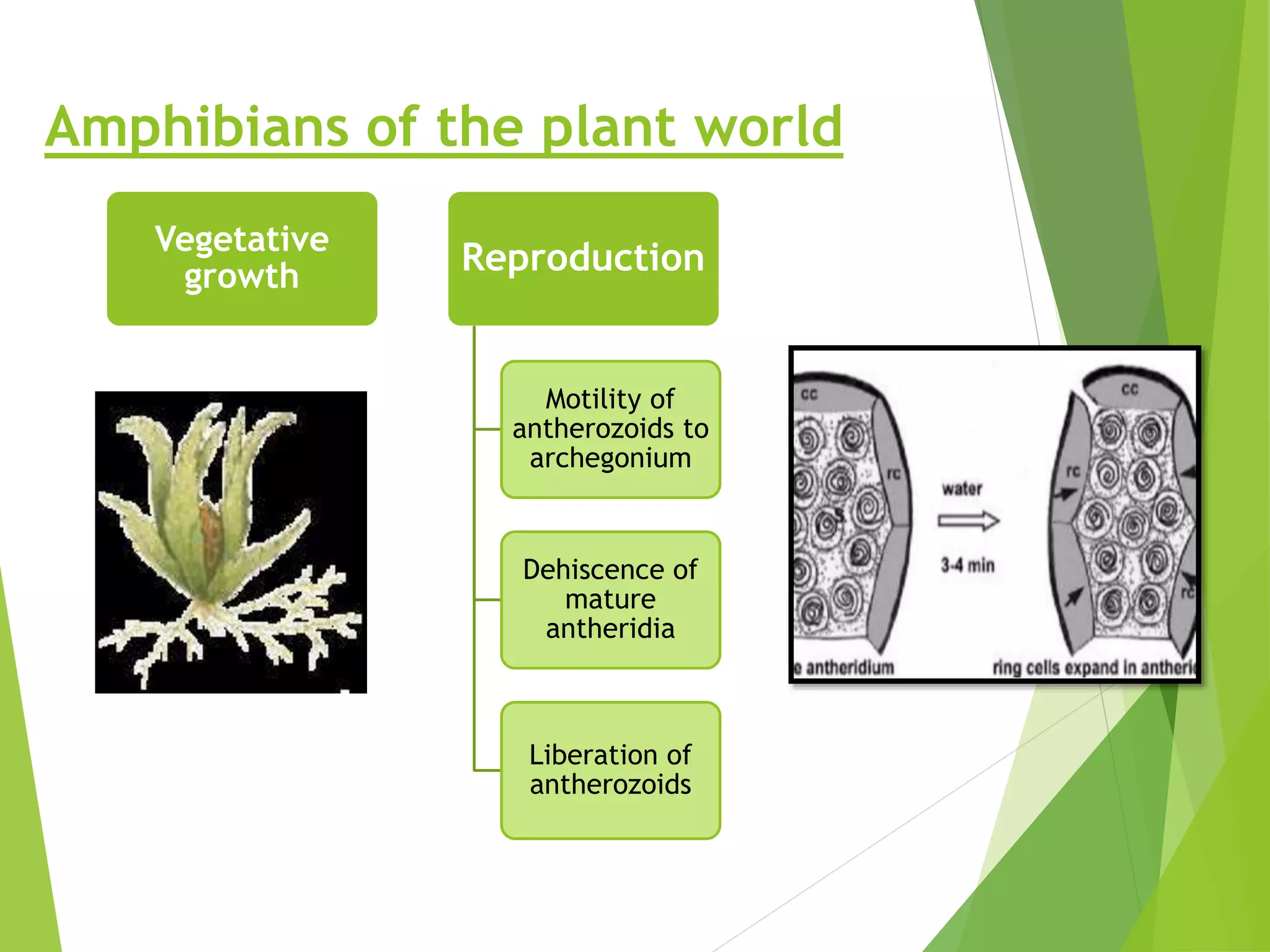 Bryophytes,the primitive land dwellers of the plant world | PPTX