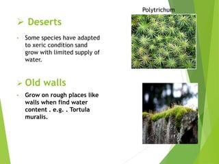 Bryophytes,the primitive land dwellers of the plant world | PPTX