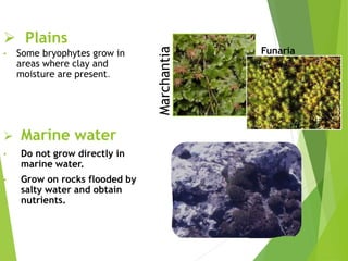 Bryophytes,the primitive land dwellers of the plant world | PPTX