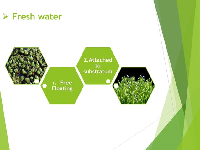 Bryophytes,the primitive land dwellers of the plant world | PPT