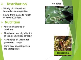Bryophytes,the primitive land dwellers of the plant world | PPTX