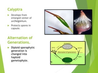 Bryophytes,the primitive land dwellers of the plant world | PPTX