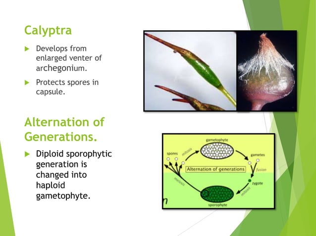 Bryophytes,the primitive land dwellers of the plant world | PPT