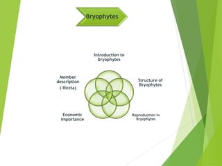 Bryophytes,the primitive land dwellers of the plant world | PPT
