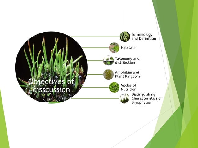 Bryophytes,the primitive land dwellers of the plant world | PPT