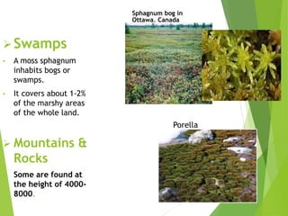 Bryophytes,the primitive land dwellers of the plant world | PPTX
