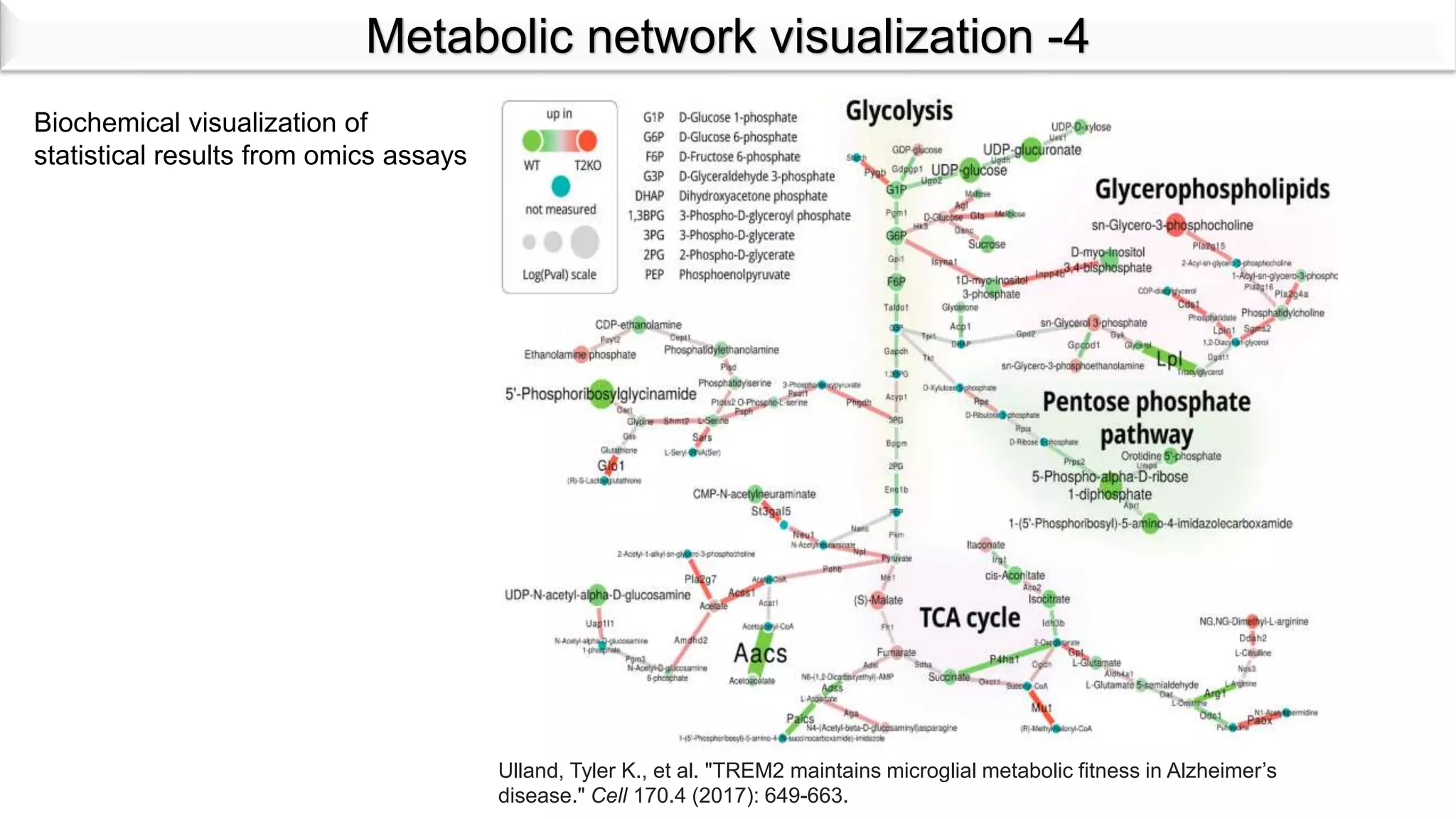 Metabolic Network Visualization Concepts Pptx