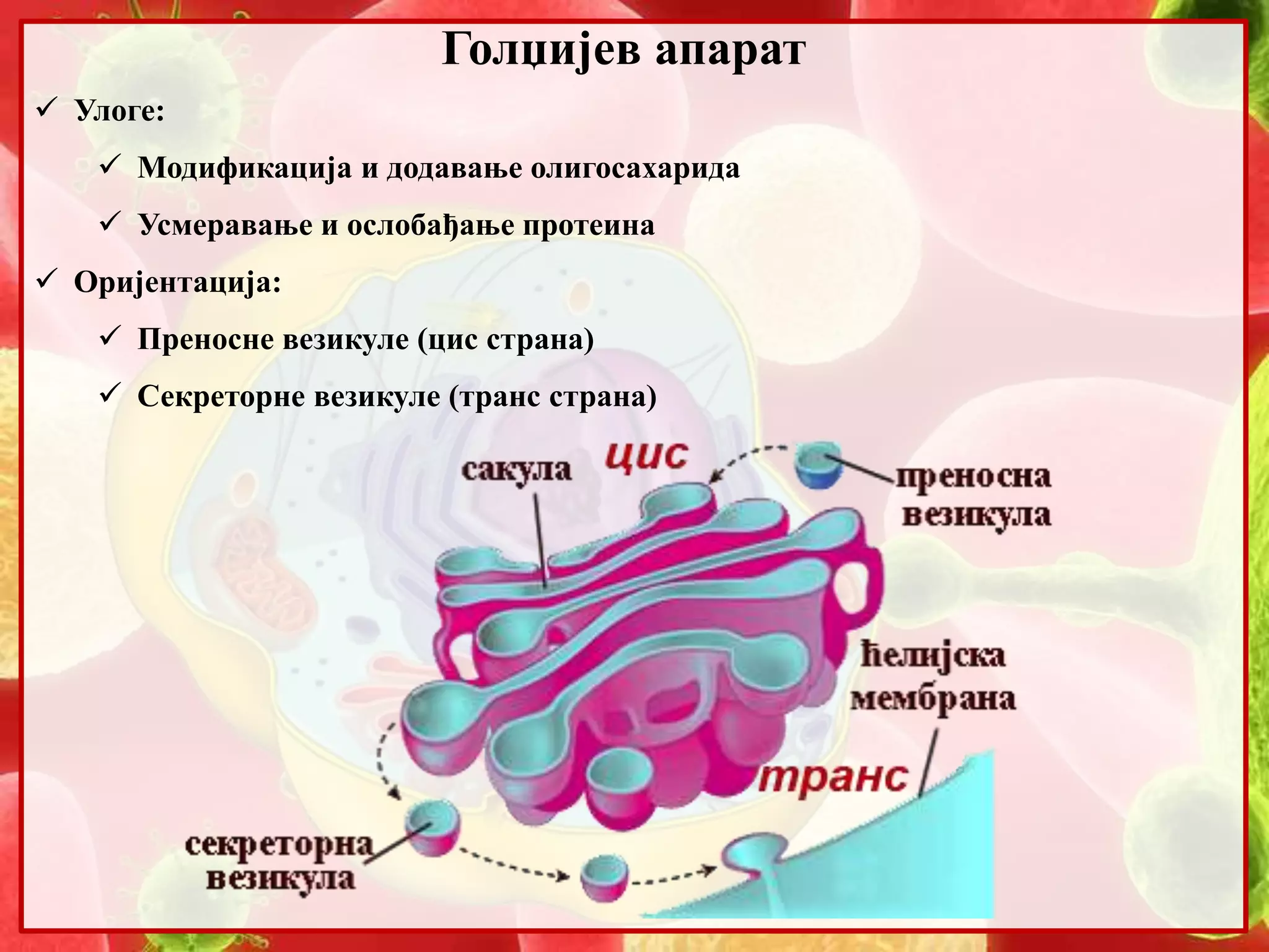 5. Citoplazma i celijske organele | PPTX