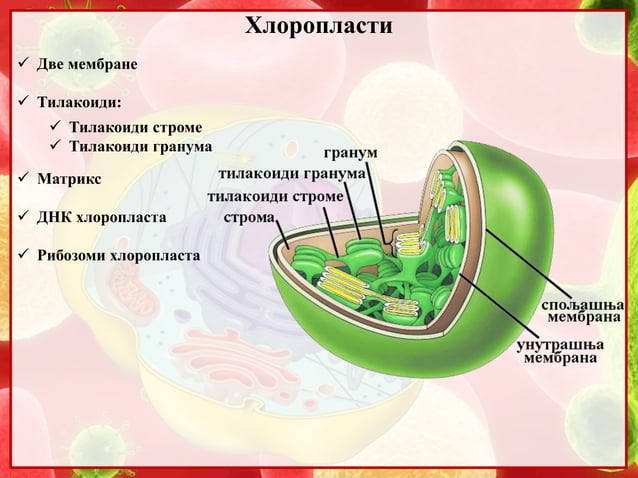 5. Citoplazma i celijske organele | PPTX
