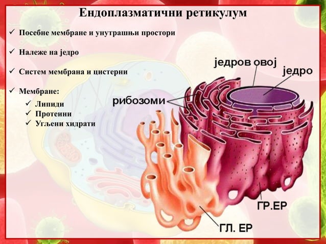 5. Citoplazma i celijske organele | PPTX