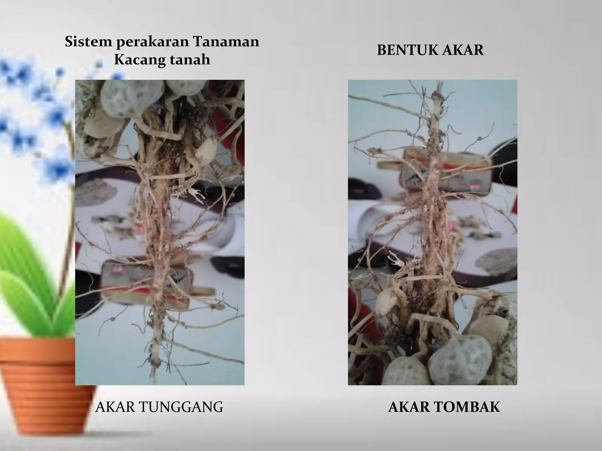 Morfologi tanaman kacang tanah | PPT