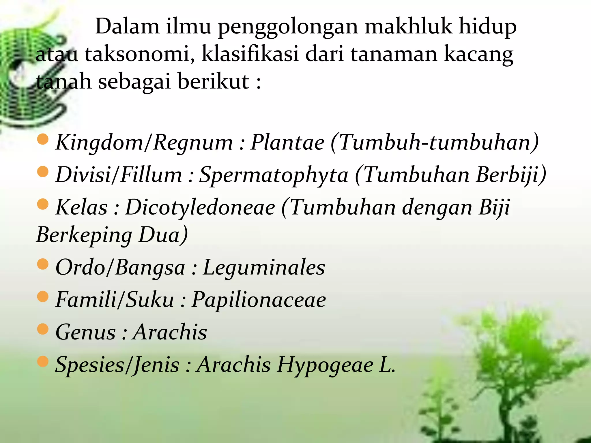 Morfologi tanaman kacang tanah | PPT
