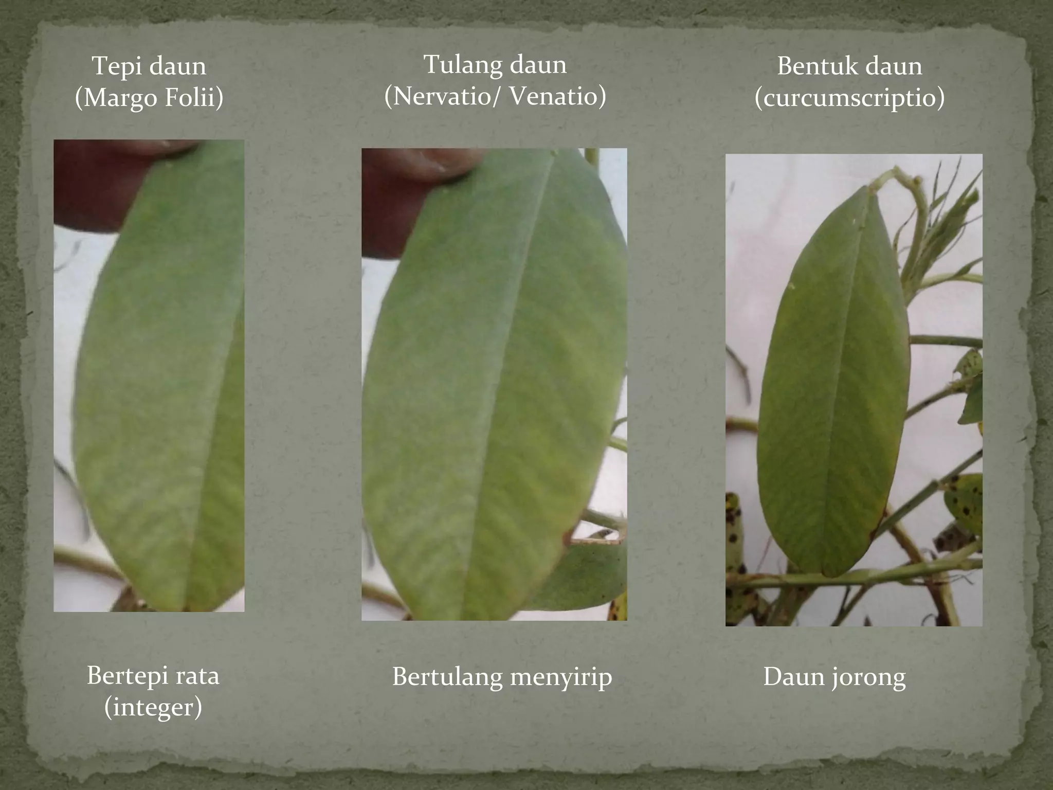 Morfologi tanaman kacang tanah | PPT