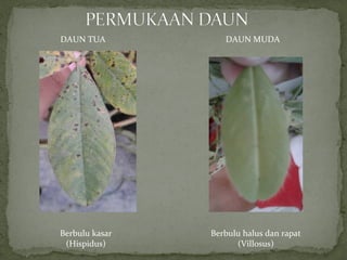 Morfologi tanaman kacang tanah | PPT