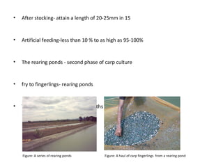 5.2 fish spawn rearing in rearing ponds | PPT