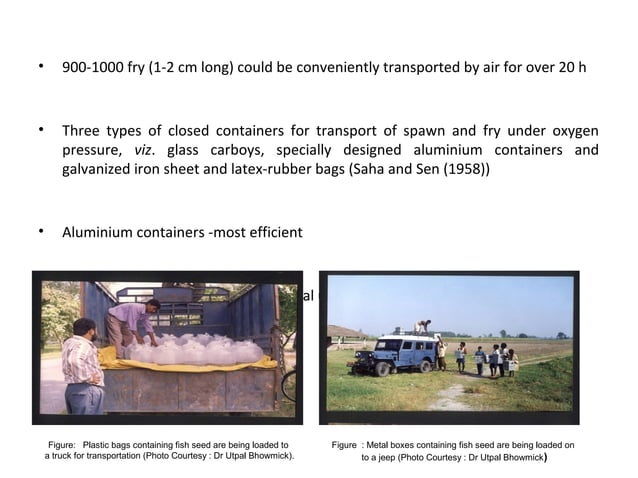 5.3 packing and transportation of fish seed | PPT