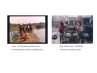 5.3 packing and transportation of fish seed | PPT