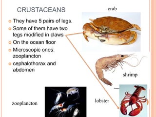 Invertebrates | PPTX | Fish and Aquariums | Pets