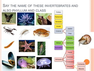 Invertebrates | PPT