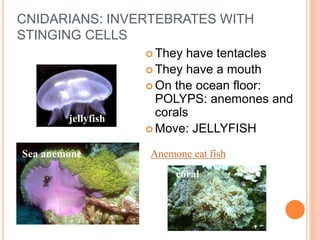 Invertebrates | PPTX | Fish and Aquariums | Pets