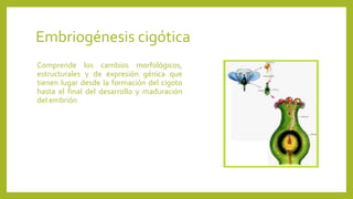 MORFOGÉNESIS | PPTX