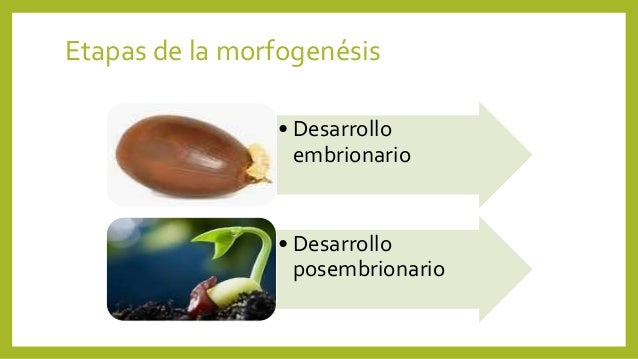MORFOGÉNESIS