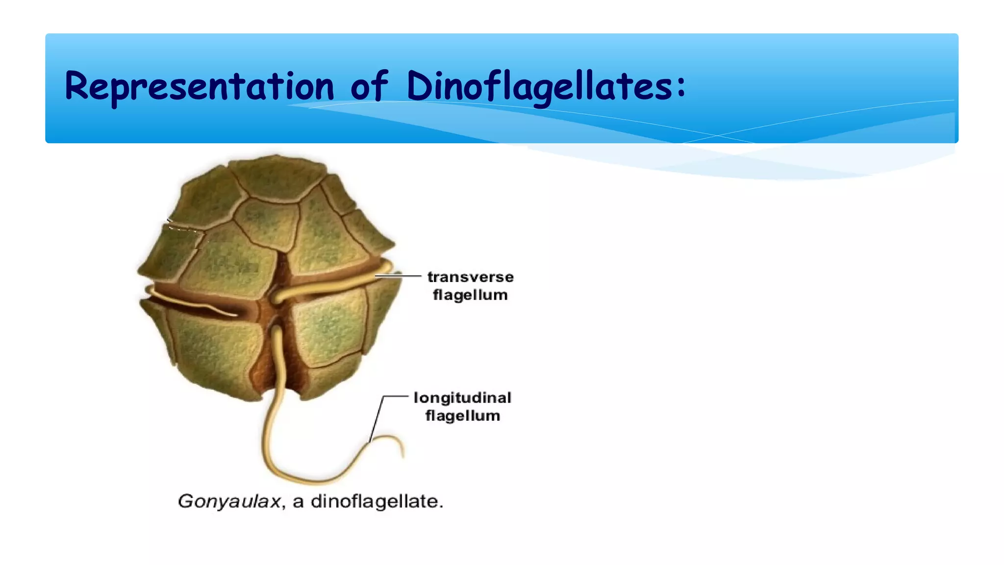 Phylum Dinophyta (Dinoflagellates) | PPT