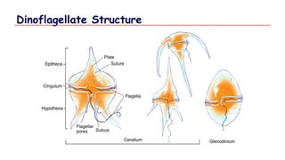 Dinoflagellates Slide