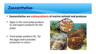 Phylum Dinoflagellata