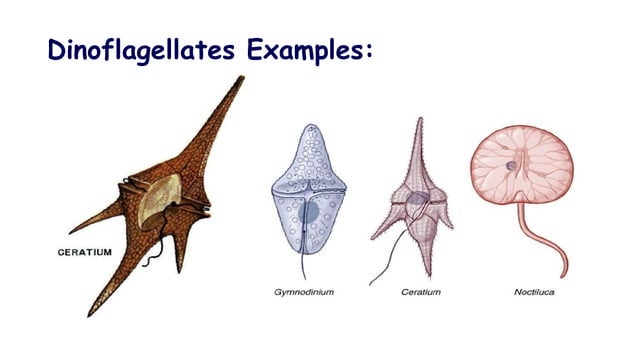 Phylum Dinophyta (Dinoflagellates)