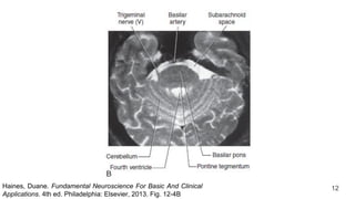 5. Brainstem (2): Pons & Midbrain | PDF