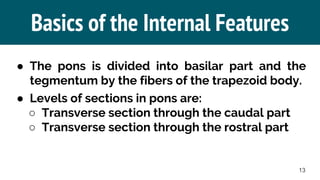 5. Brainstem (2): Pons & Midbrain | PDF