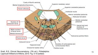 5. Brainstem (2): Pons & Midbrain | PDF