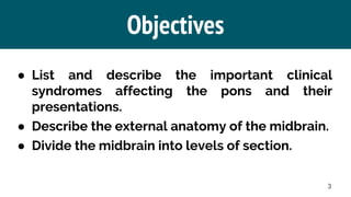 5. Brainstem (2): Pons & Midbrain | PDF