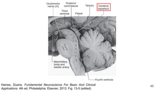 5. Brainstem (2): Pons & Midbrain | PDF