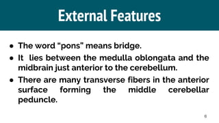 5. Brainstem (2): Pons & Midbrain | PDF